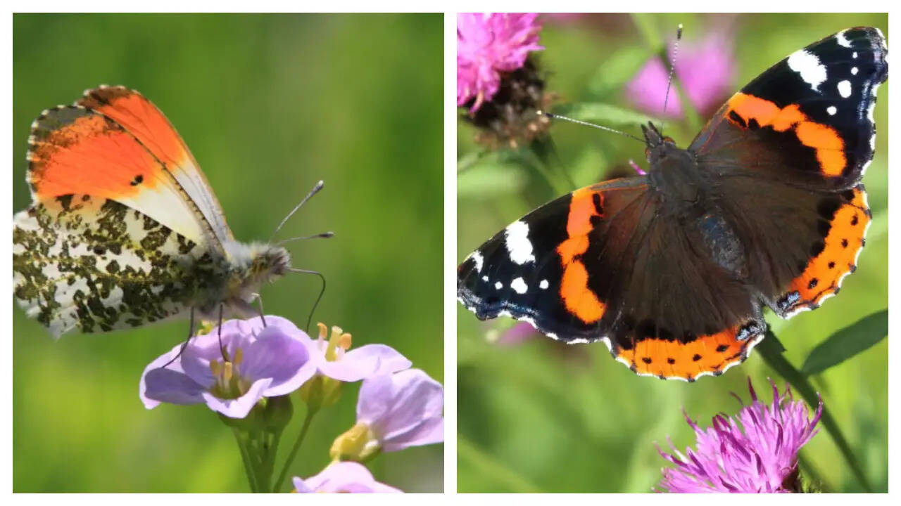 Britain’s favorite Butterfly has been crowned: Why collectors are ...