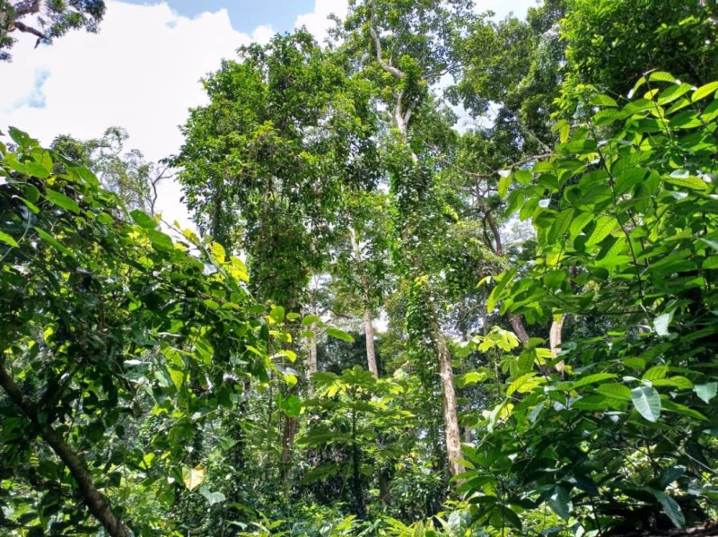 Forêt de Yapo-Abbé : 6 532 hectares récupérés par l’Etat lors d’une ...