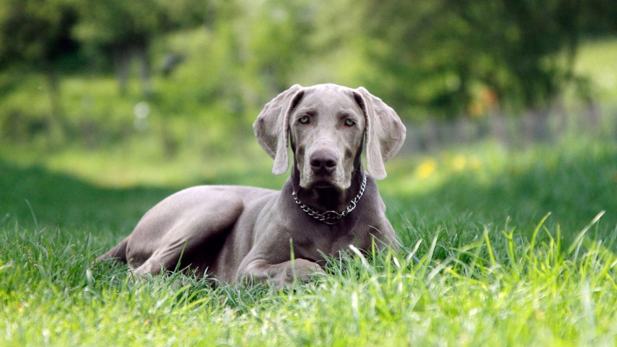 The working dog breeds whose boredom can wreck a small apartment