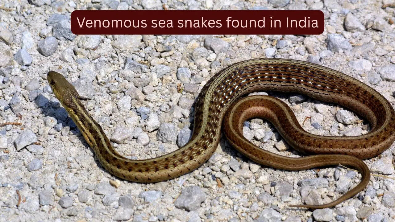 5 highly venomous sea snakes found in Indian waters and where they can ...