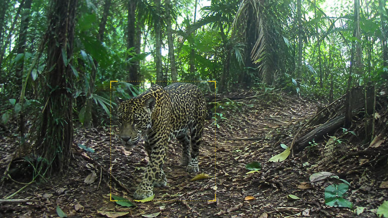 Une IA visuelle qui suit chaque animal pourrait transformer la ...