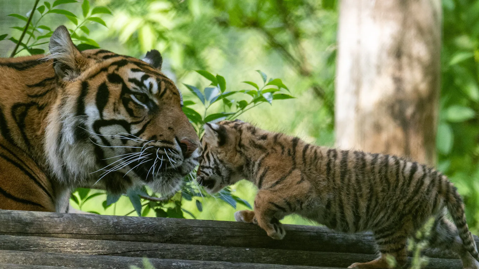Sumatran tiger cubs born in the UK venture outside in huge win for ...