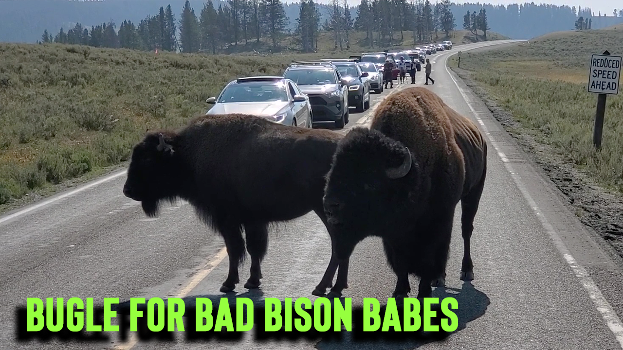 Confused bison block the traffic at Yellowstone National Park