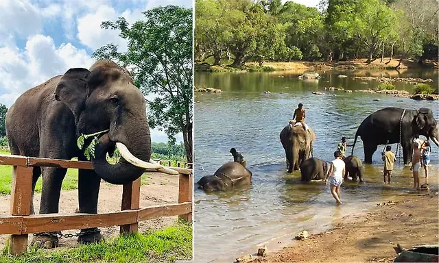 Karnataka bans elephant bathing, selfies and feeding at camps under new ...