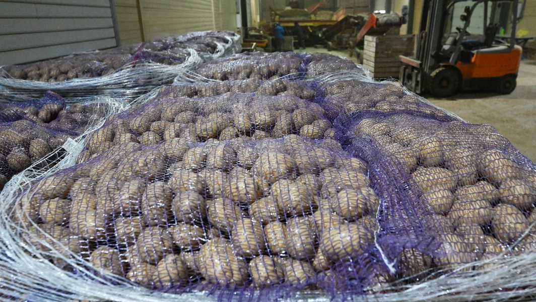 Potato storage facts and best practices