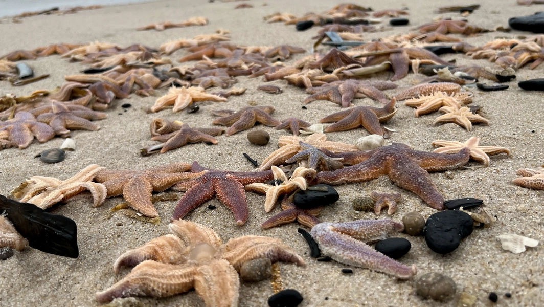 Rescuing and protecting beached starfish