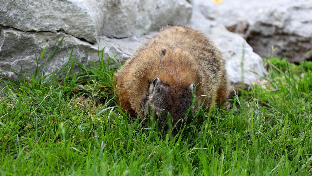 Identifying and preventing groundhog garden damage