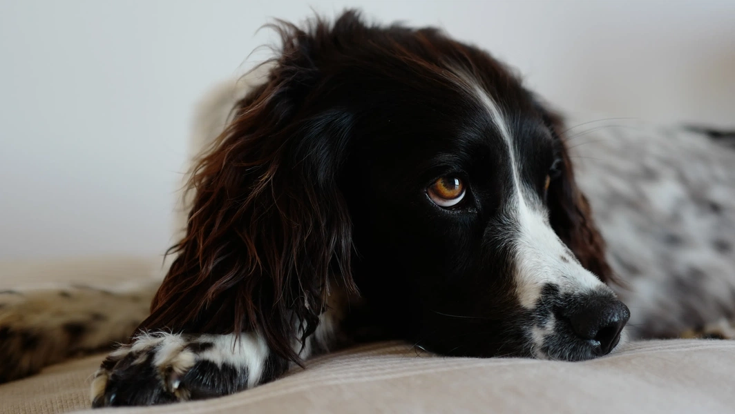 14 clear signs your dog feels safe