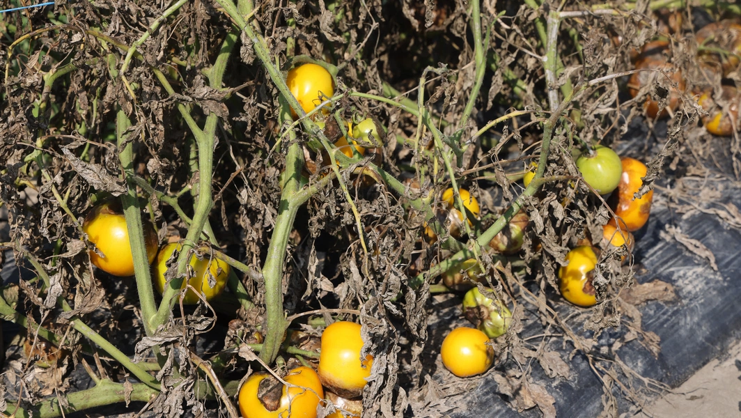 Identifying and addressing yellow tomato leaves