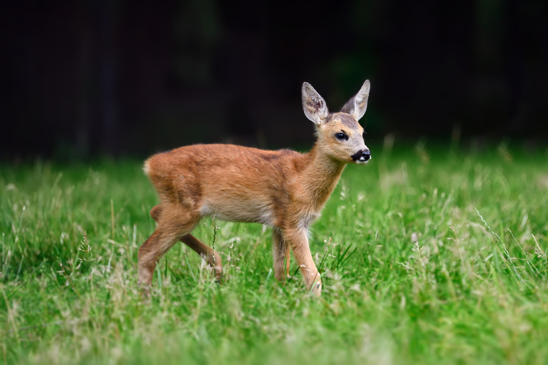 Trovi un cucciolo di capriolo da solo nell’erba? C’è una sola cosa ...