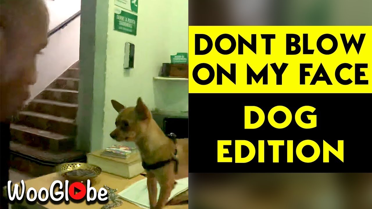 'Don't blow in my face!' Dog's hilarious reactions to getting teased by ...