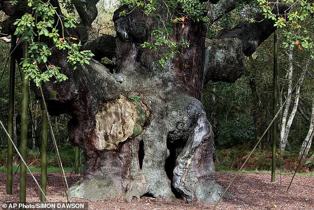 Ancient oak tree linked to Robin Hood legend dies after 1,200 years ...