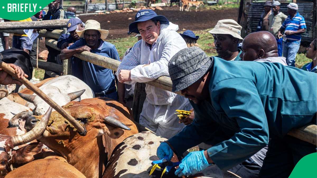 Farming groups welcome John Steenhuisen's removal as agriculture ...