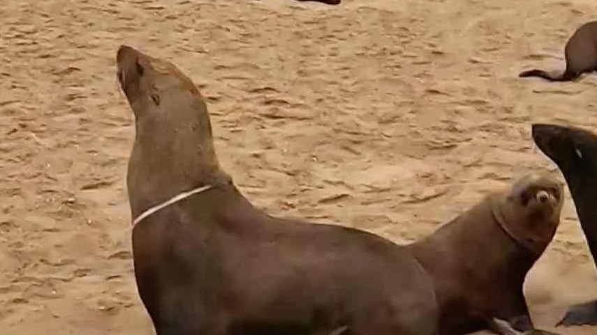 The strongest seal on the beach was slowly losing his life - to a piece ...