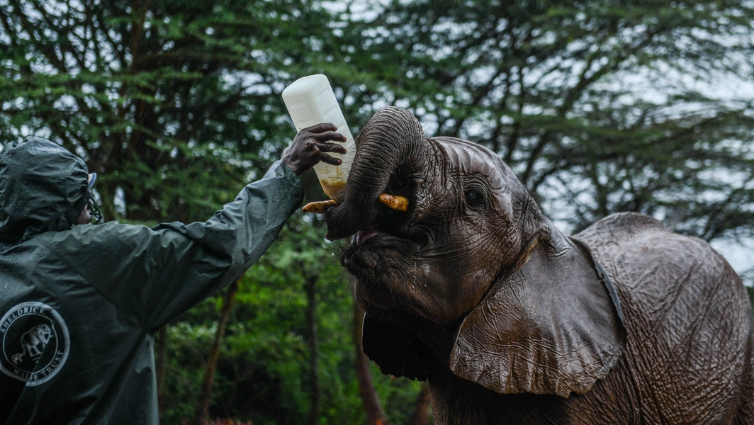 4 remarkable elephant rescue and rehabilitation stories