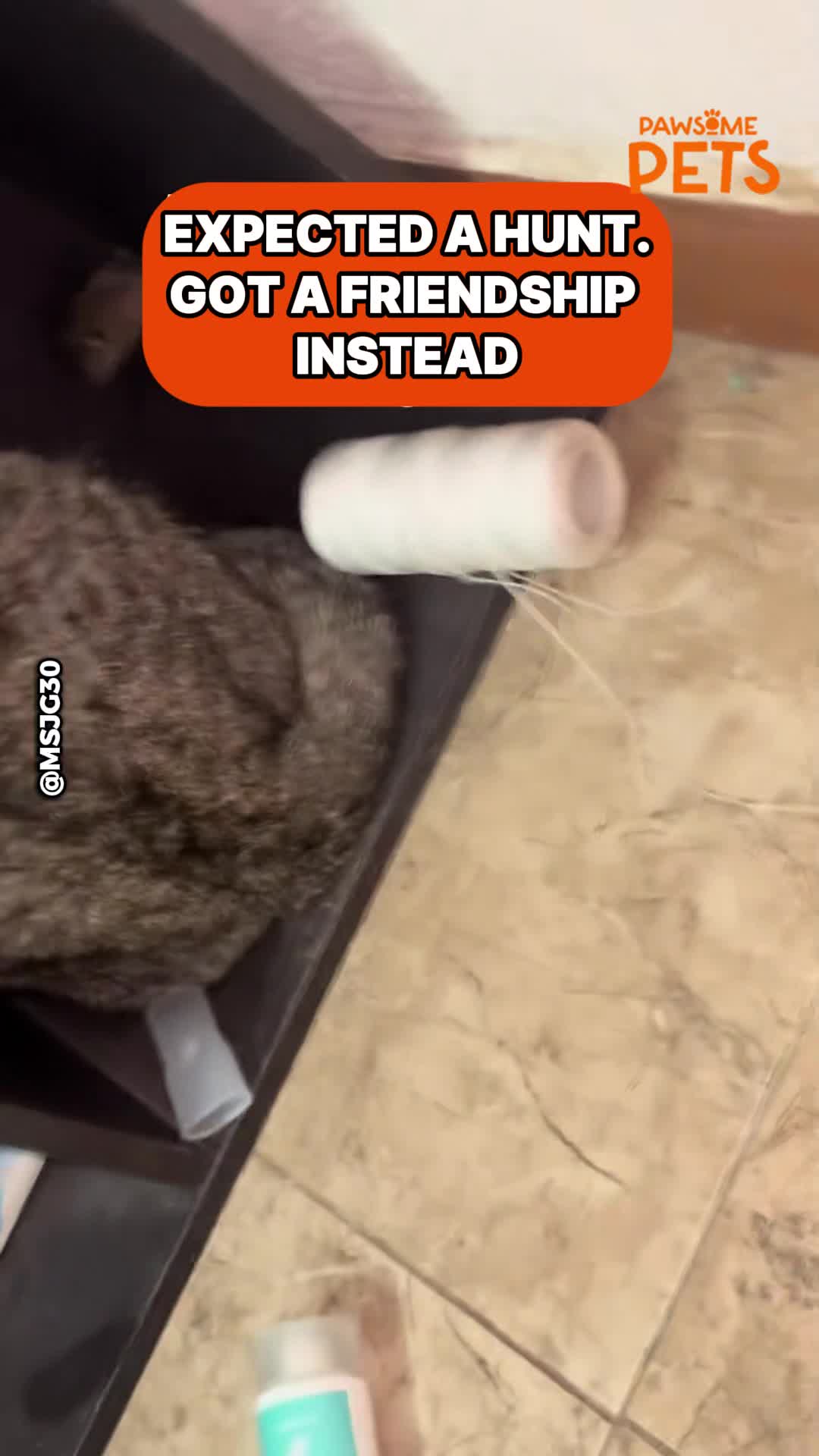 This cat had a very unexpected reaction to a mouse