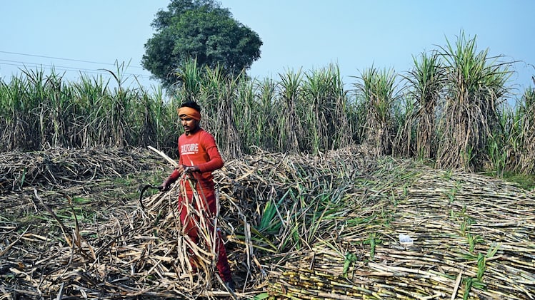 Water intensity of paddy, maize and sugarcane makes ethanol production ...