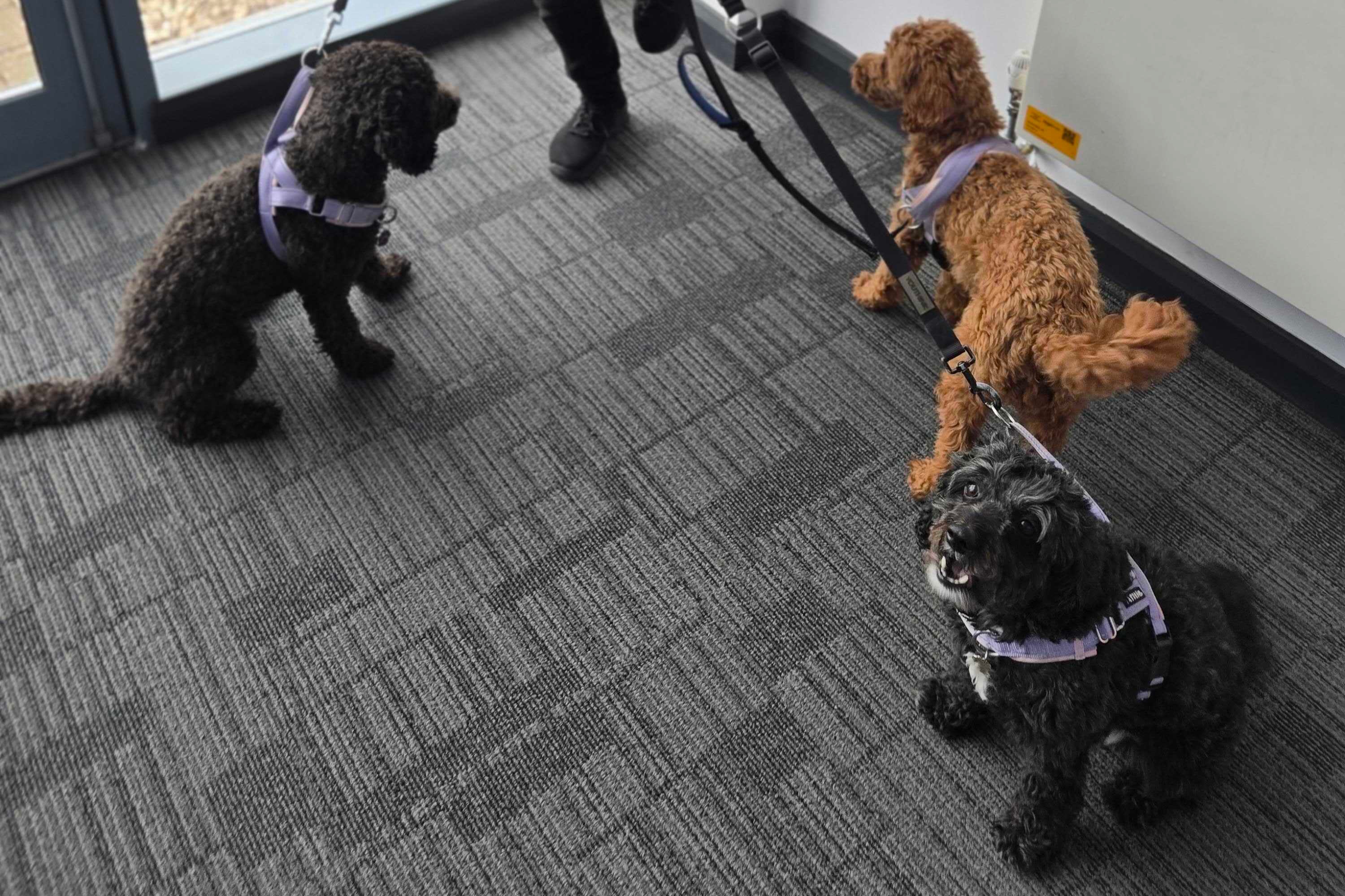 Amazon Peterborough takes ‘paws’ to welcome furry friends on site