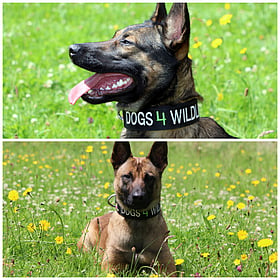 Emirates SkyCargo flies in 'crime-fighting' dogs on mission to protect ...