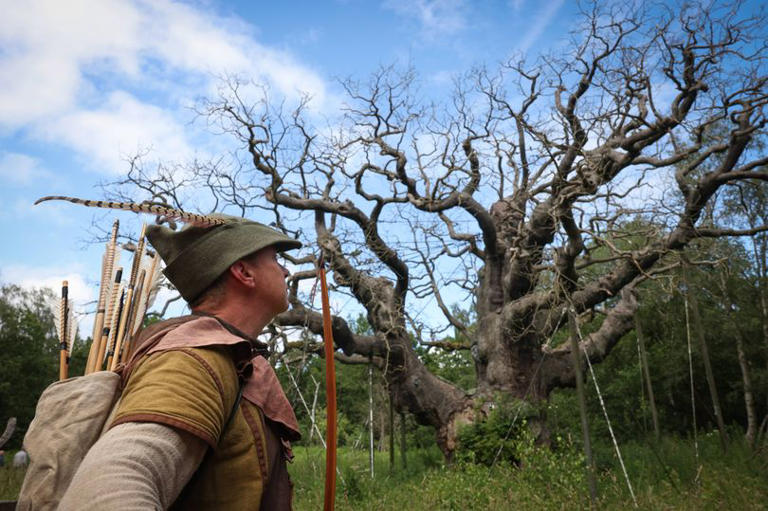 Huge Robin Hood tree in Midlands confirmed dead after 1,000 years ...