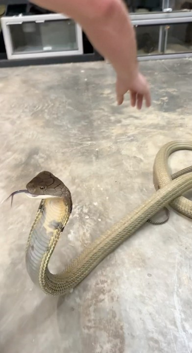 Big angry king cobra!