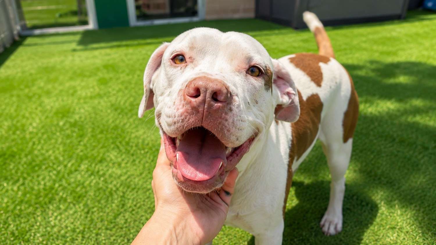 This shelter dog was shaking with fear until now