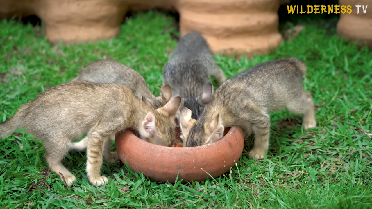 Watch these tiny scared kittens get rescued and given a safe shelter