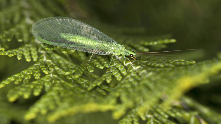 Don't kill these backyard bugs — these are actually helping our gardens