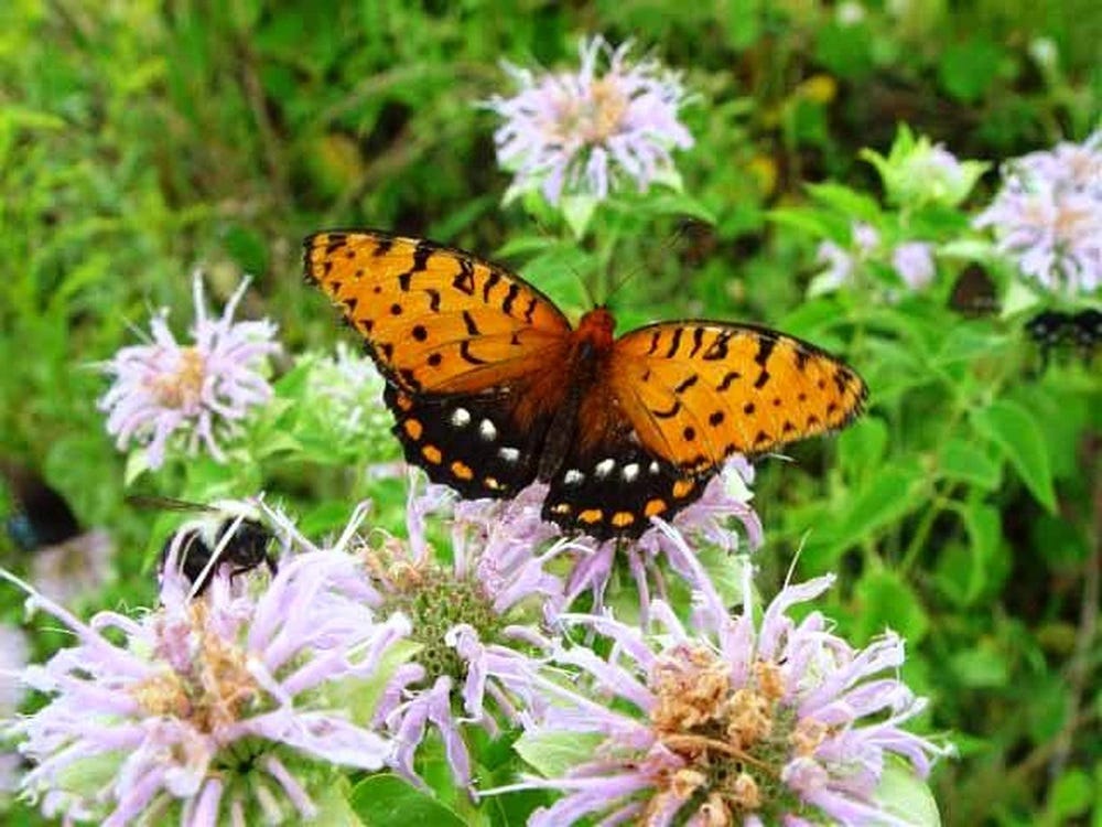 Rare butterfly habitat tours return to the Gap. Here's how to see them