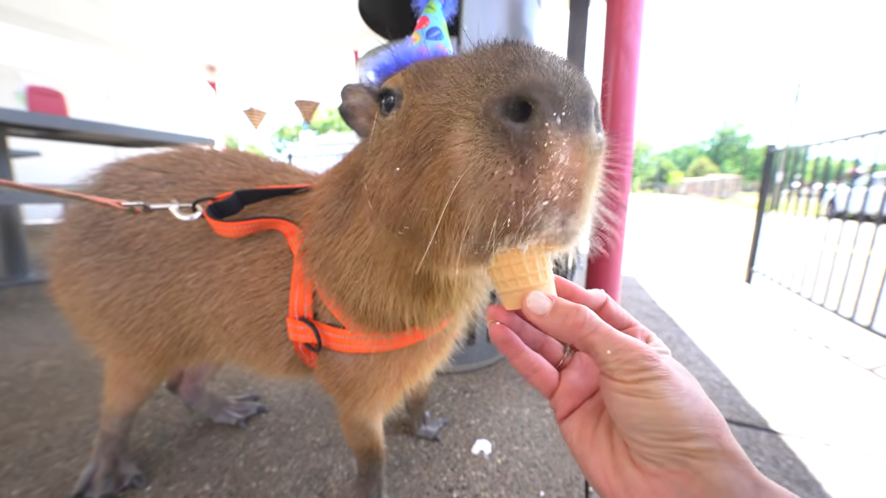 We spent 24 hours spoiling our capybara on his birthday