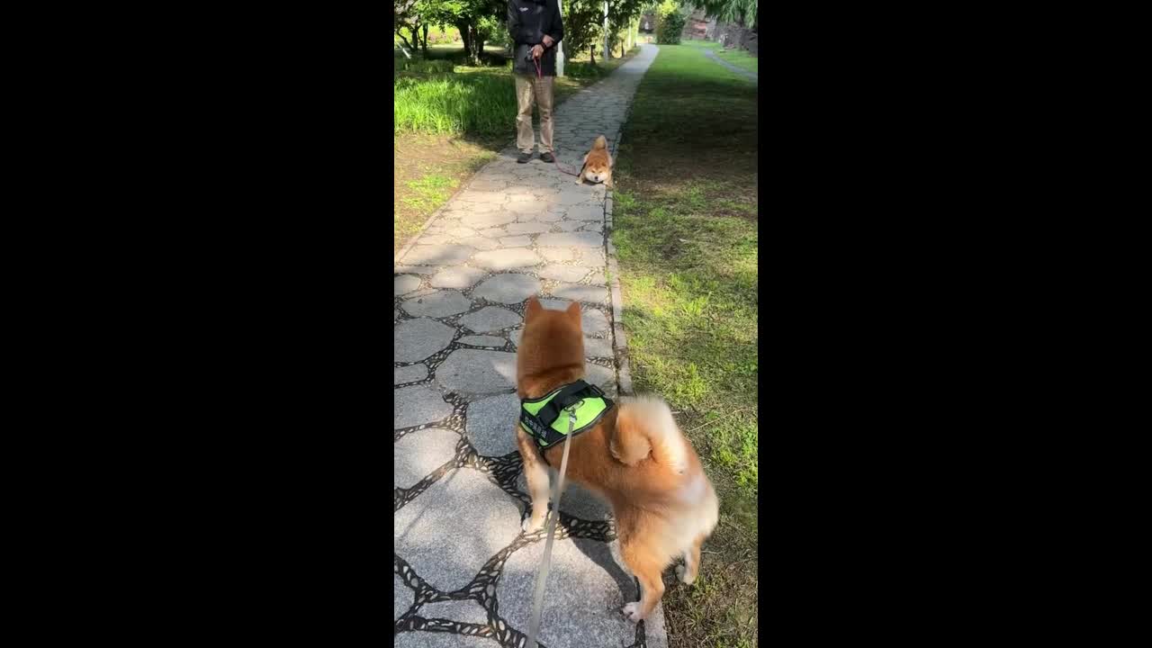 Two Shiba Inu dogs briefly fight while walking in Jiangsu, China