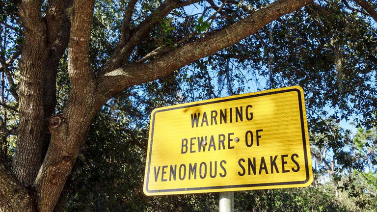 Snakes, bongs, drug busts: 11 fun storylines from 2026 World Cup week one