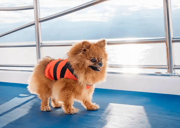 How to choose a dog life jacket that truly helps