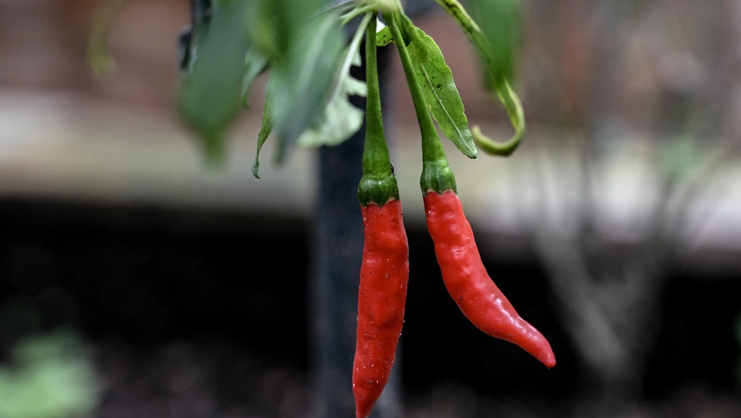 Paprika’s history, varieties, and culinary uses