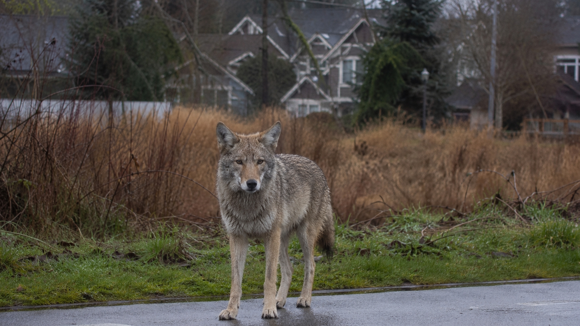 Un ténia dangereux chez les coyotes du nord-ouest du Pacifique alerte ...