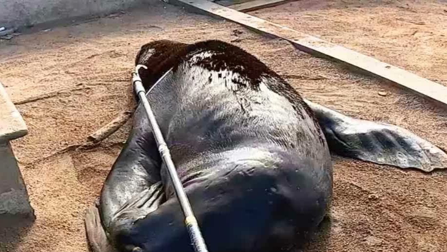 This poor seal didn't know a death trap was wrapped around him
