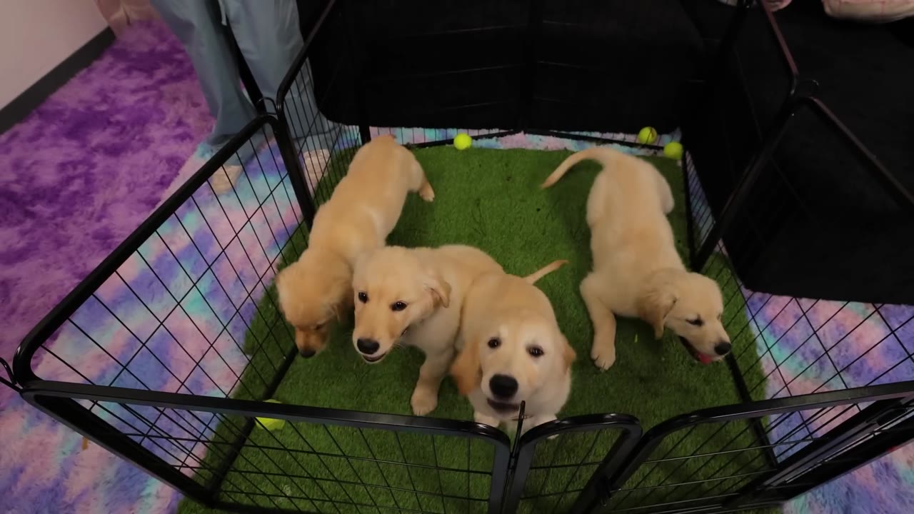 Ten puppies went missing at school - then the real thief shocked everyone