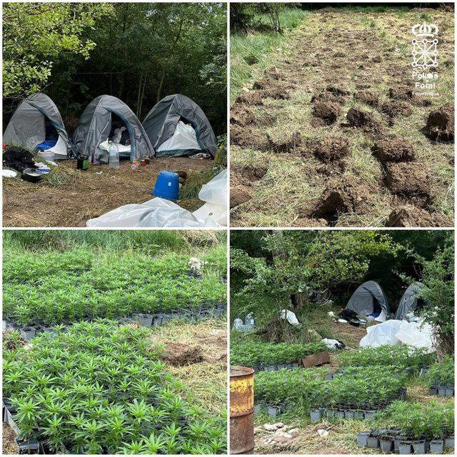 Desmantelada una plantación clandestina de marihuana en la zona de Tafalla