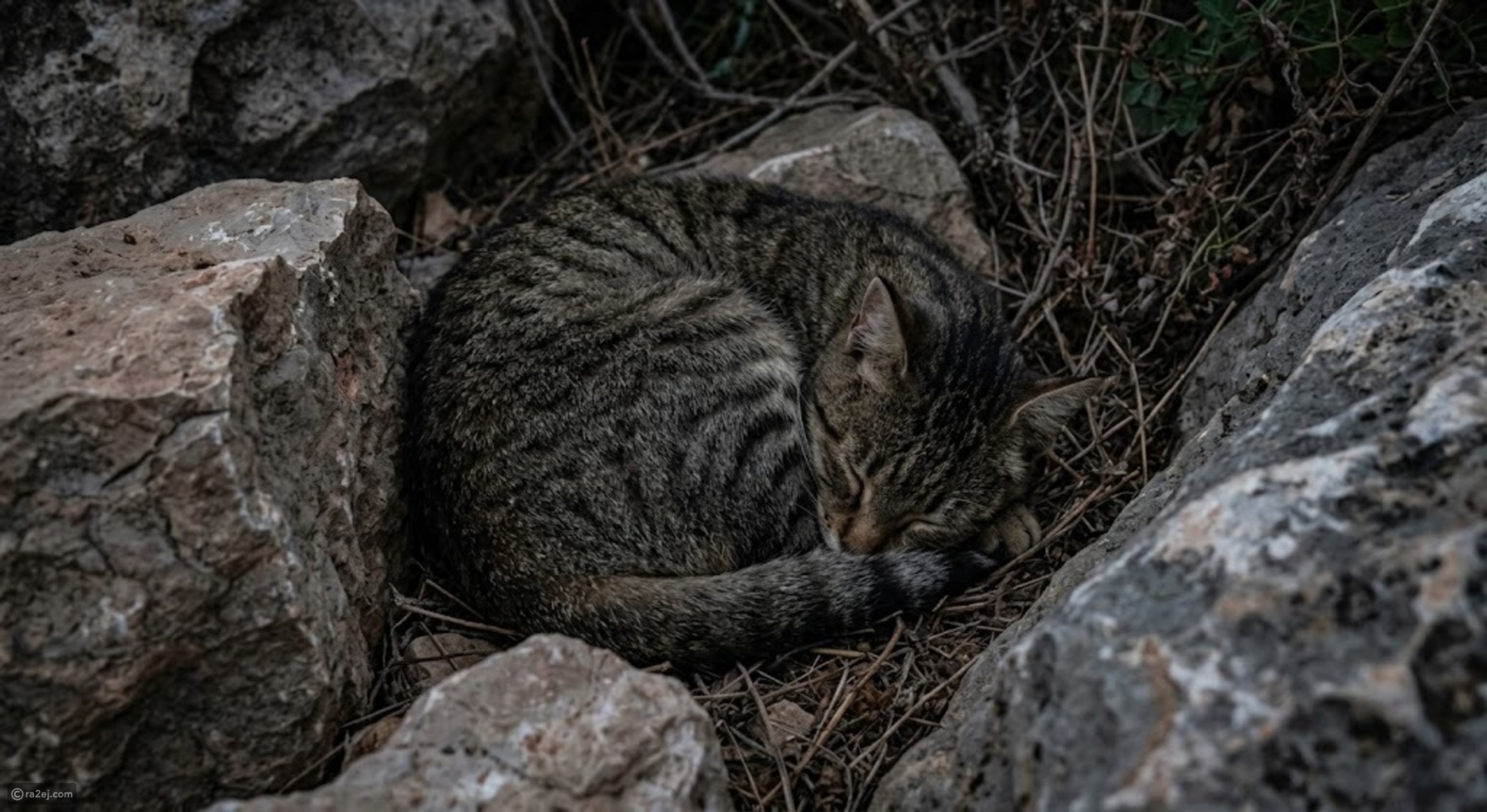 Cats sleep curled up for one key reason — and it’s not comfort