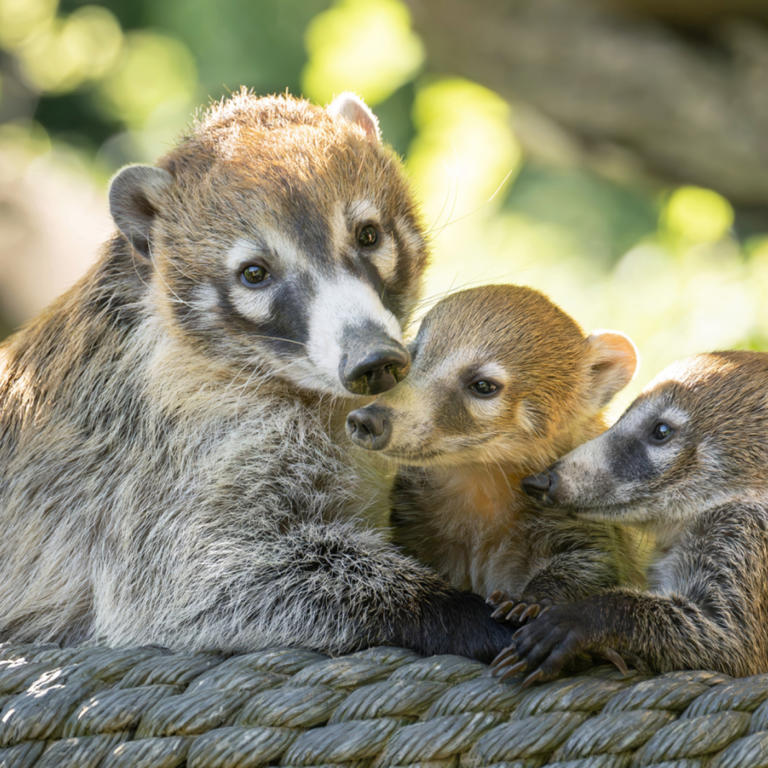 Nasenbären-Jungtiere machen erste Ausflüge im Zoo Schönbrunn