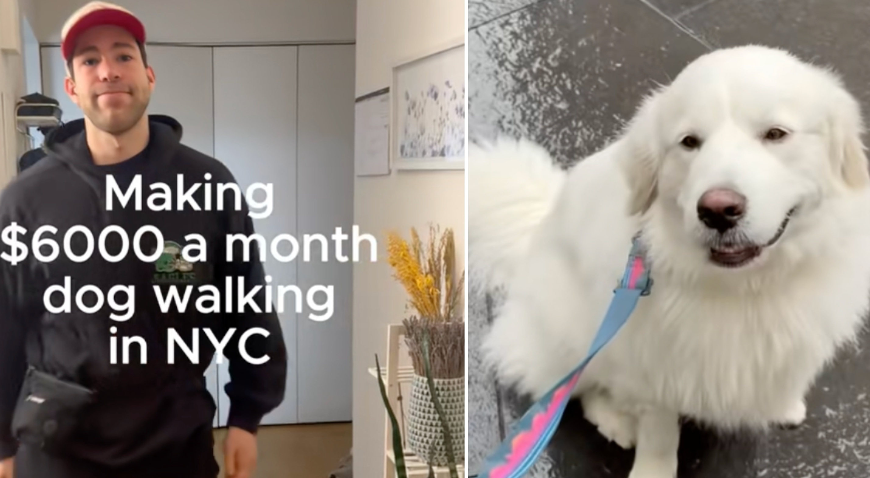 NYC engineer’s side hustle as a luxury dog walker brings in $6,000 a ...