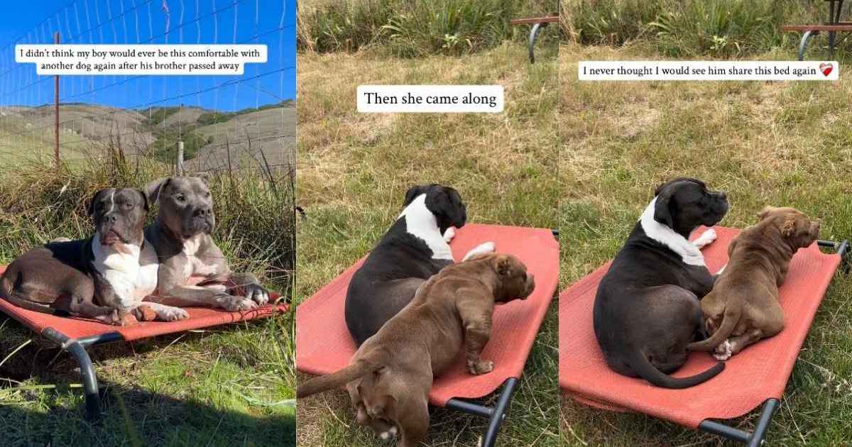 Dog has trust issues after losing brother until new sister changes things