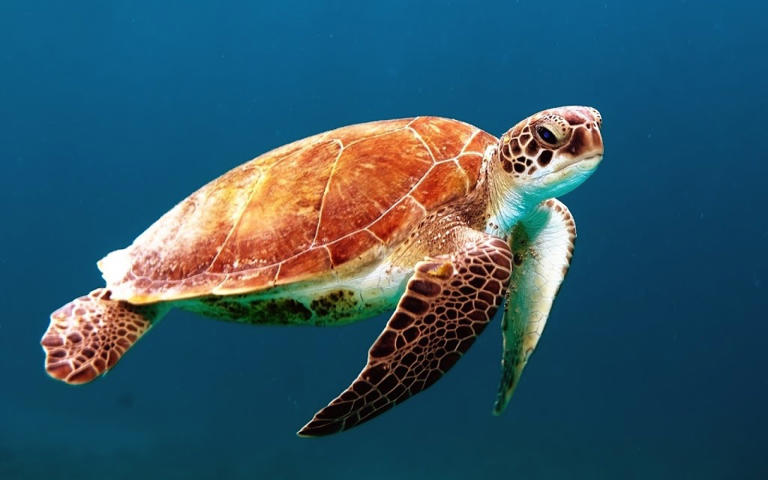 Top 7 animals that can see the magnetic fields of Earth