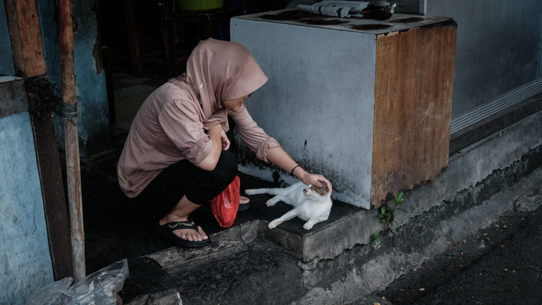 5 heartwarming stories of stray cats finding homes