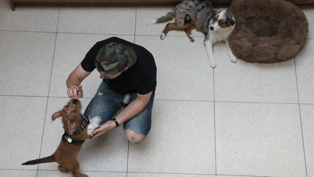 How dogs form deep bonds with humans