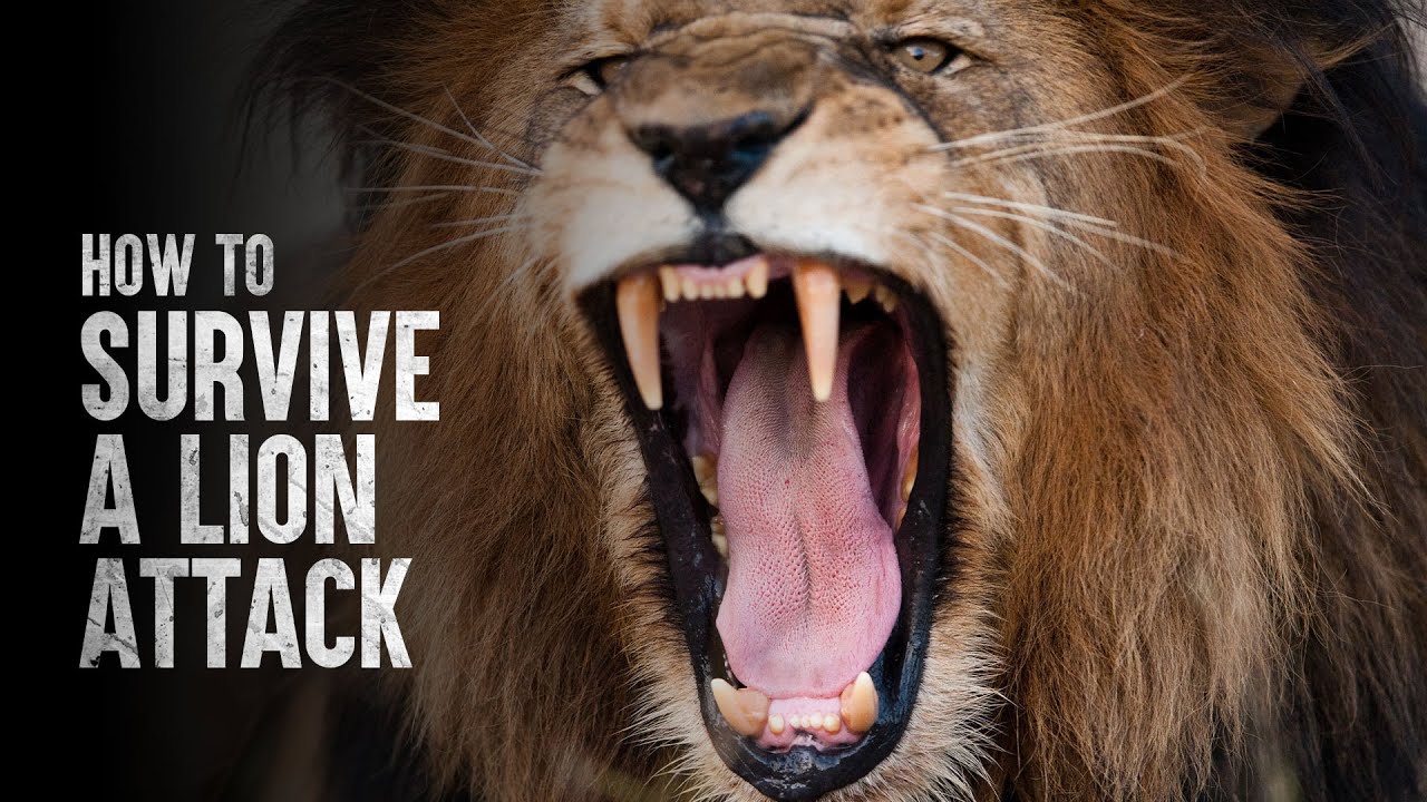 Master the powerful survival skills to survive a lion attack