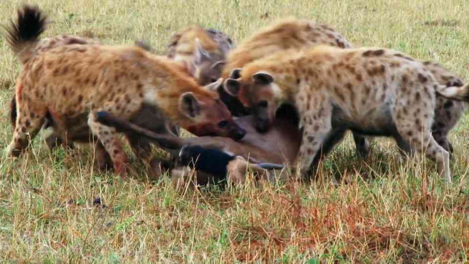 Watch what happens when predators meet these perfect defenses