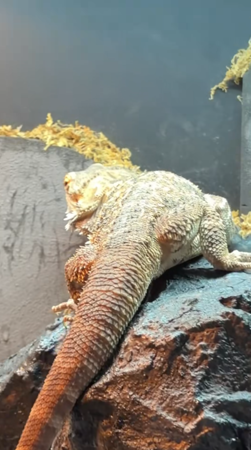 The return of a beloved bearded dragon