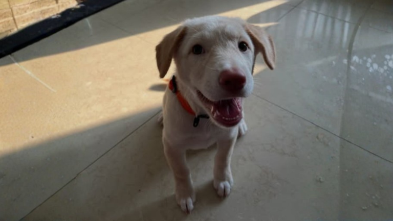 Why shelter puppies often defy early breed guesses