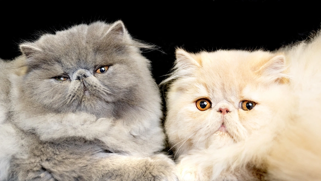10 grumpy cats with irresistible charm